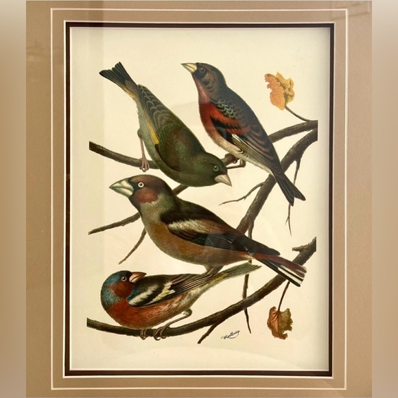 Vintage | Art | Vintage William Rutledge Finch Songbird Bird Family ...